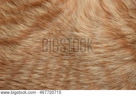 Ginger Cat Fur Texture Image & Photo (Free Trial) | Bigstock
