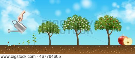 Apple Tree Life Cycle Vector & Photo (Free Trial) | Bigstock
