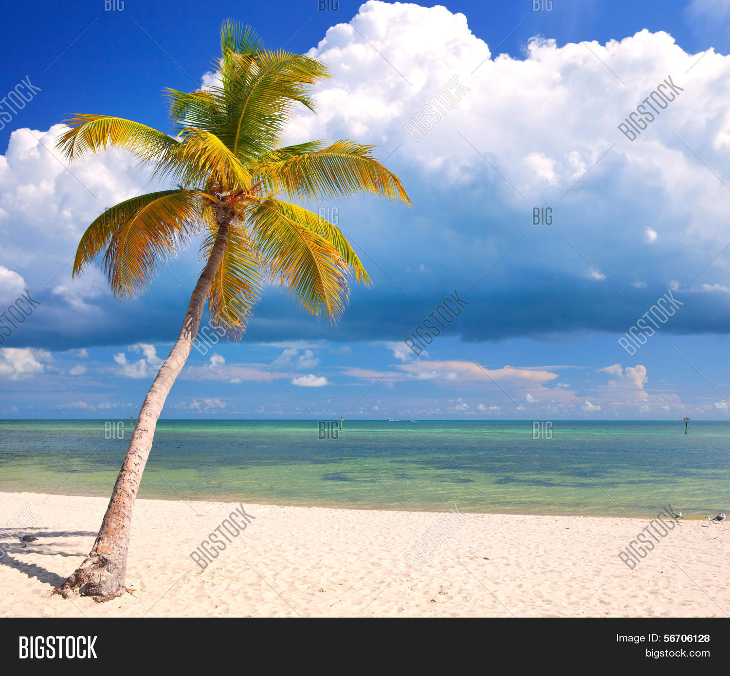 Summer Tropical Image & Photo (Free Trial) | Bigstock