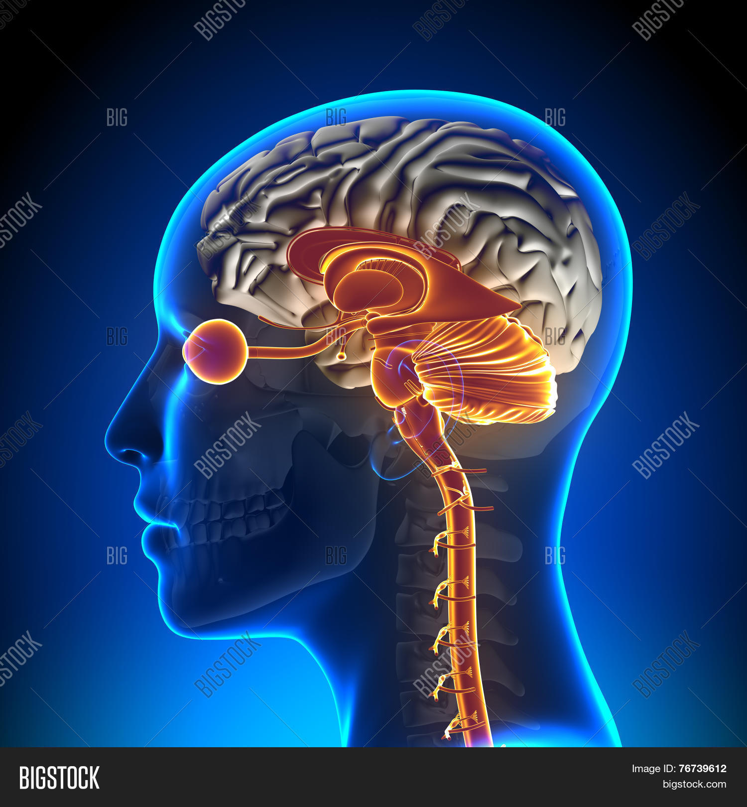 Brain Stem / Image & Photo (Free Trial) | Bigstock