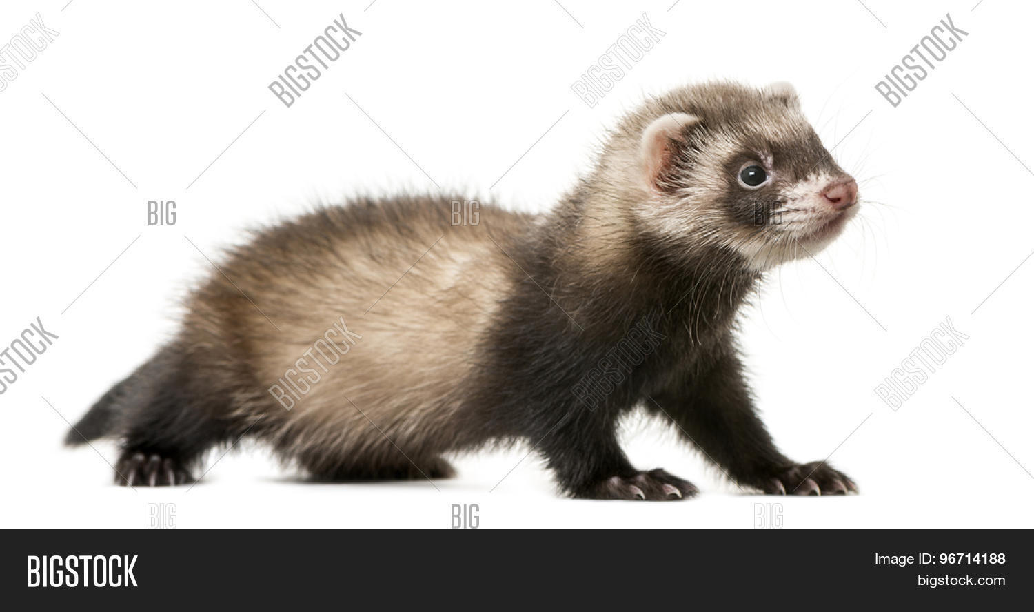 Ferret Standing Front Image & Photo (Free Trial) | Bigstock