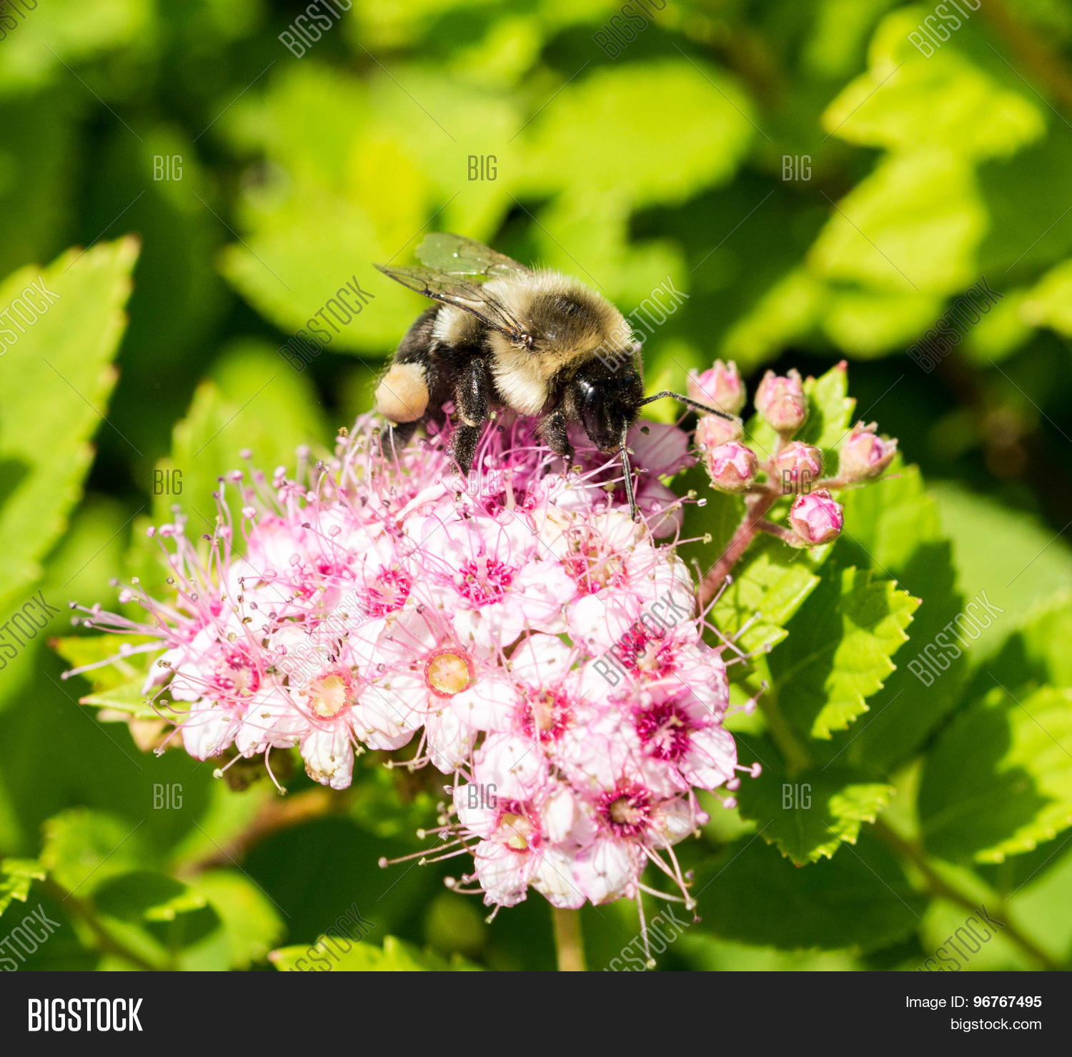 Bumble Bee On Pink Image & Photo (Free Trial) | Bigstock