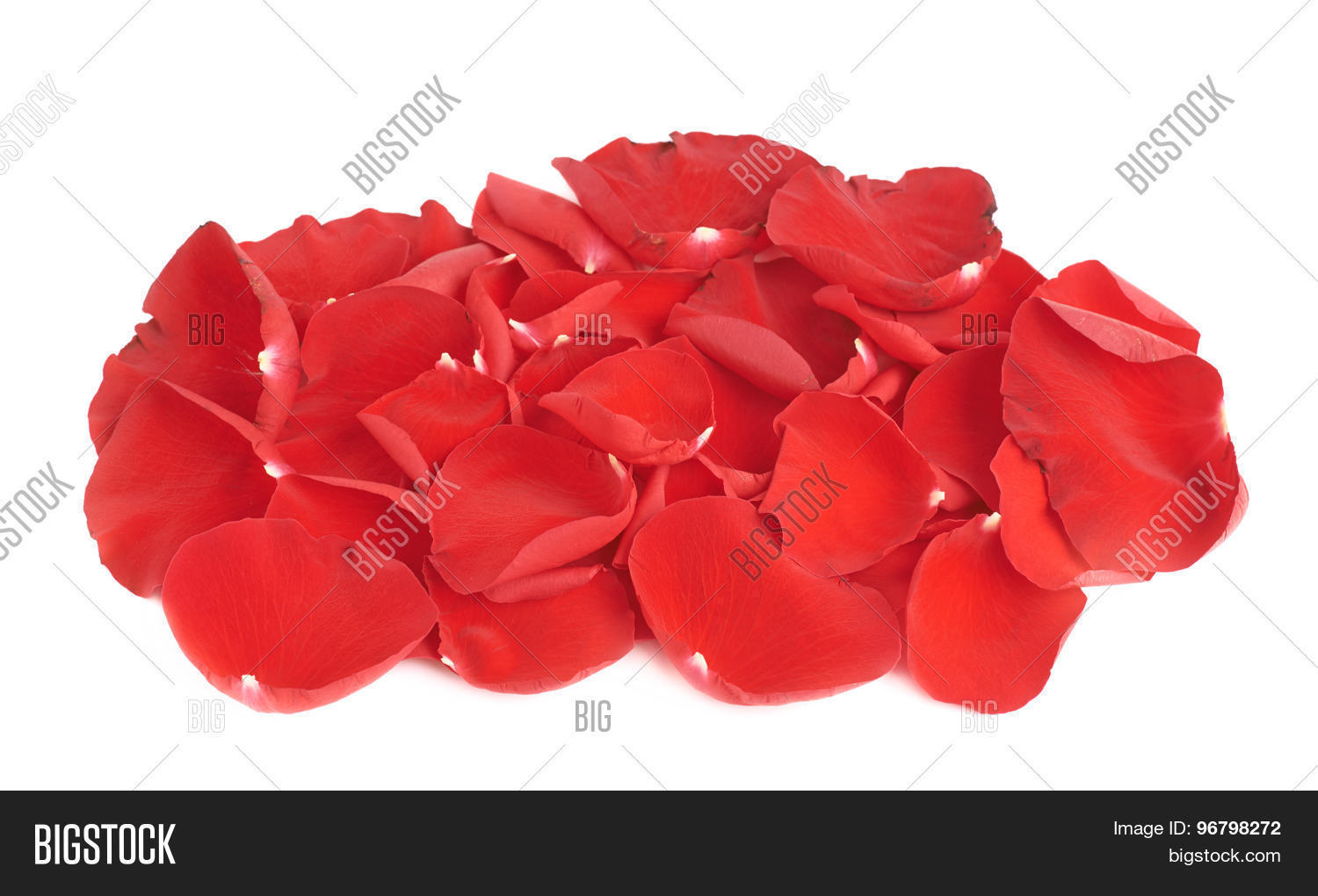 Red Rose Petals Image & Photo (Free Trial) | Bigstock