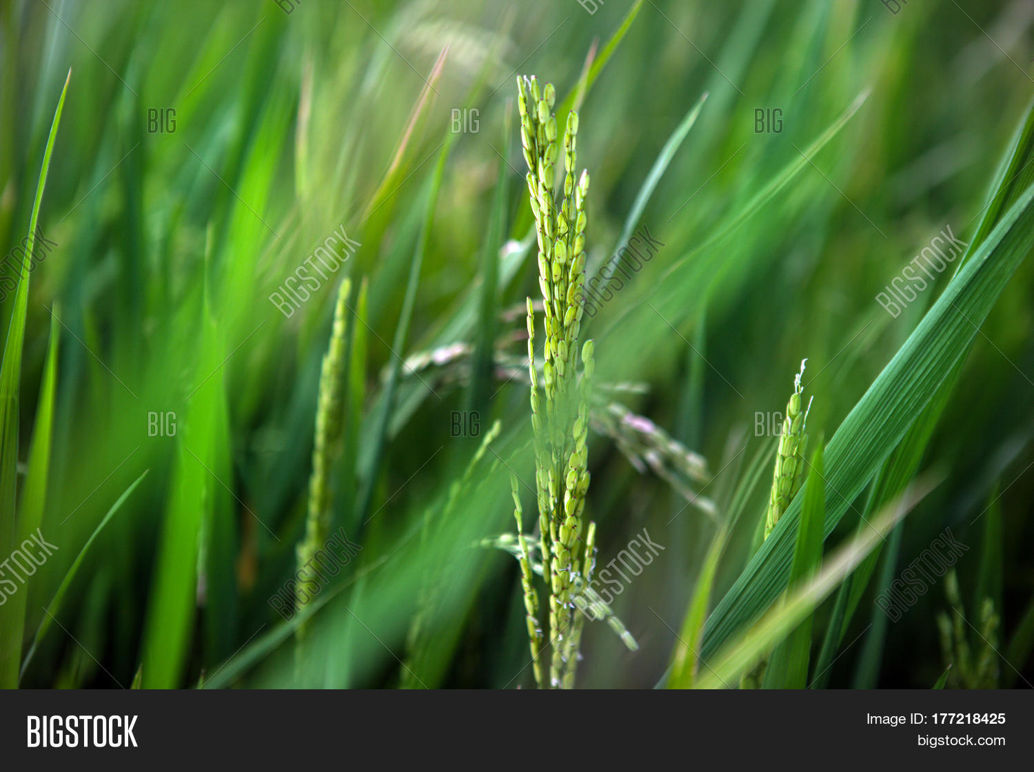Green Rice Head Image & Photo (Free Trial) | Bigstock