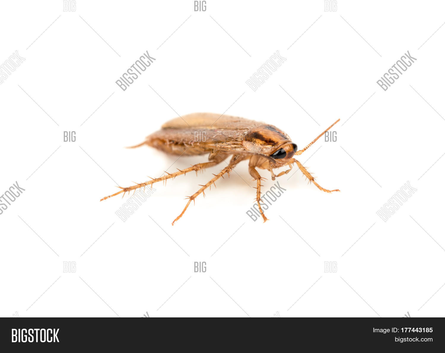Small Brown Cockroach Image & Photo (Free Trial) | Bigstock