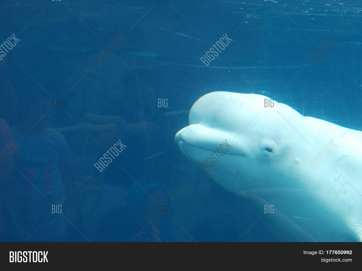 Cute Face Beluga Whale Image & Photo (Free Trial) | Bigstock