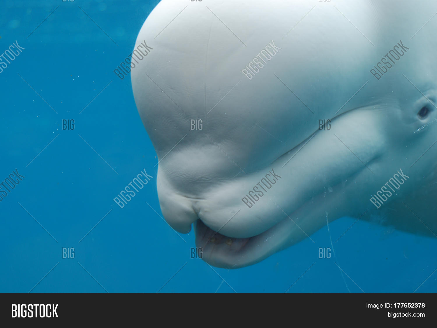 Beluga Whale Swimming Image & Photo (Free Trial) | Bigstock