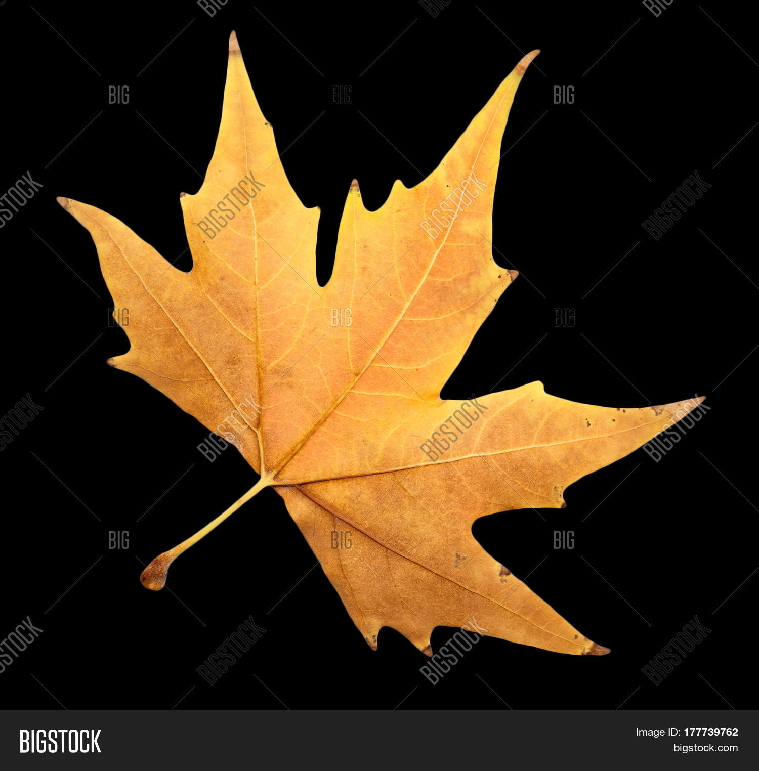 Autumn Leaf On Black Image & Photo (Free Trial) | Bigstock
