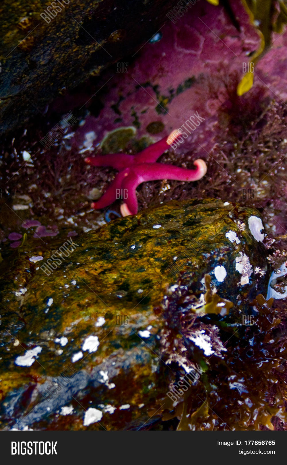 Hot Pink Starfish