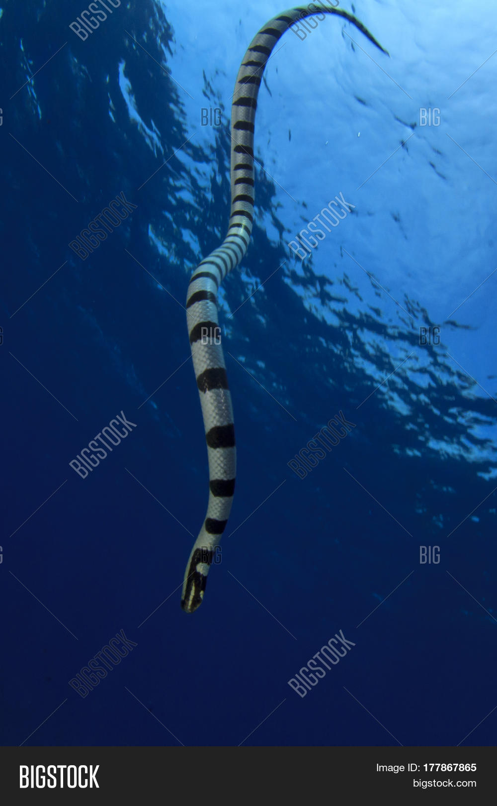 Banded Sea Krait ( Image & Photo (Free Trial) | Bigstock