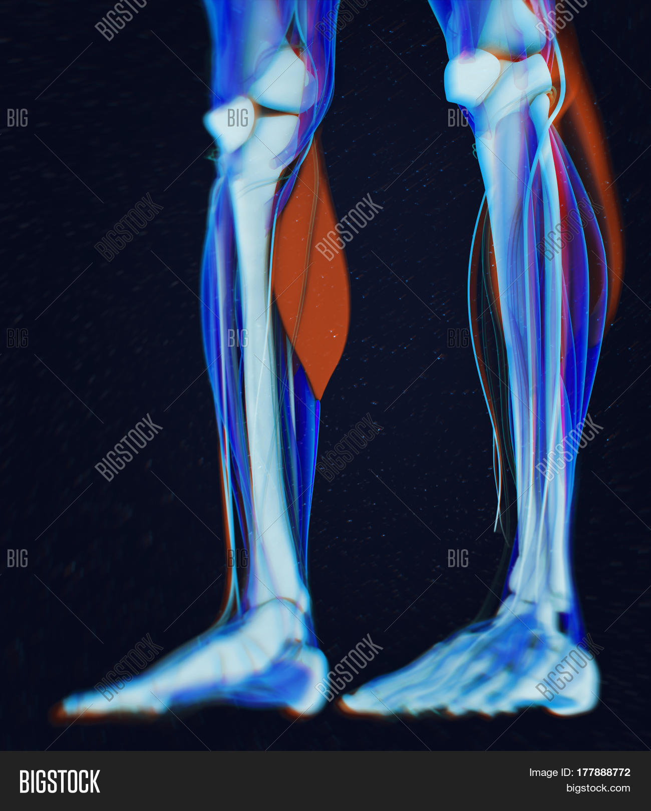 Calf Muscles, Human Image & Photo (Free Trial) | Bigstock
