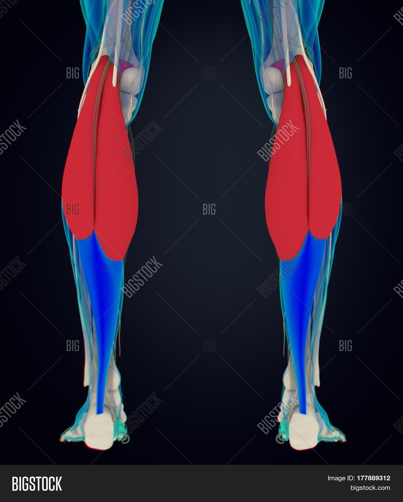 Calf Muscles, Human Image & Photo (Free Trial) | Bigstock