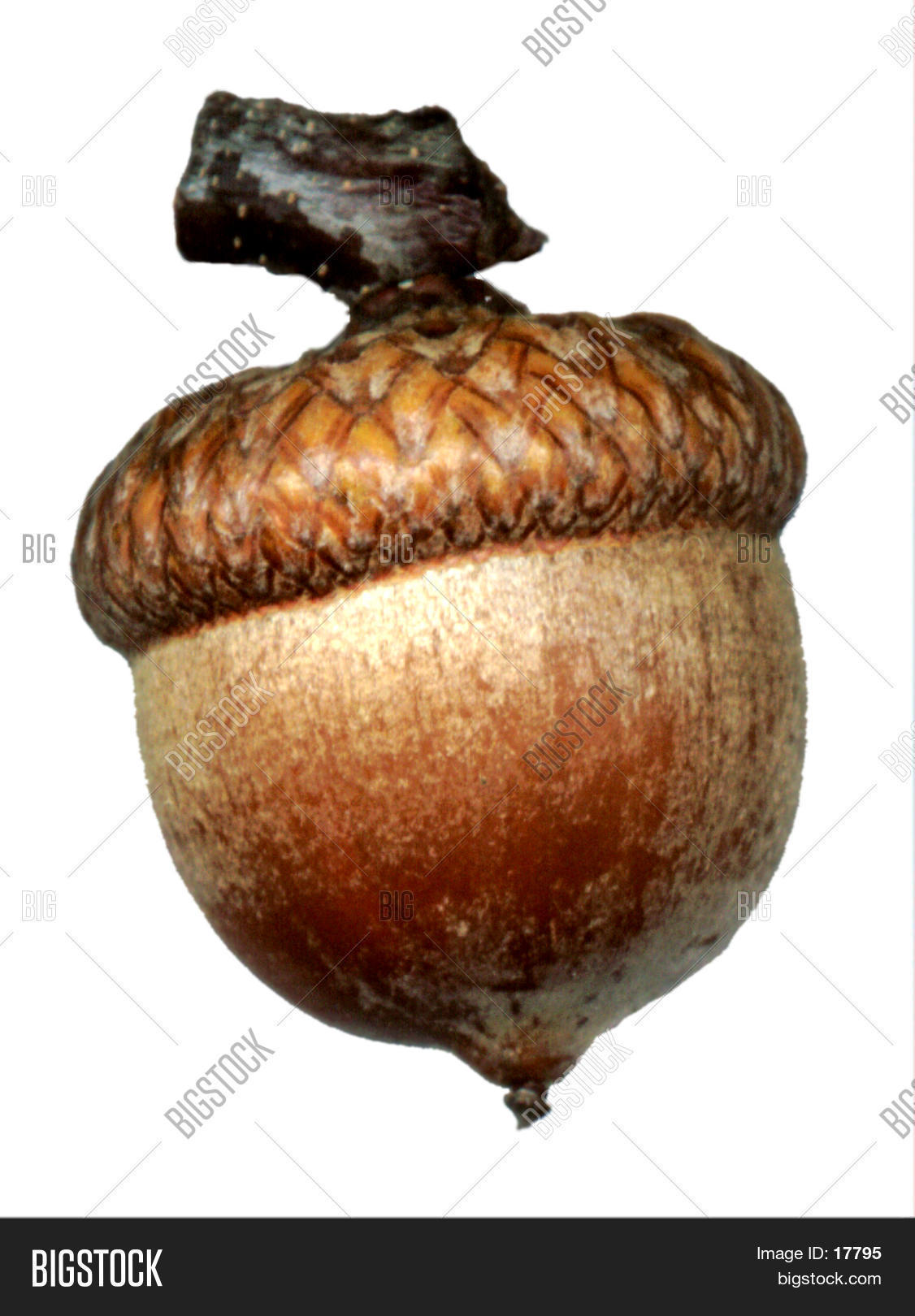 Acorn Image & Photo (Free Trial) | Bigstock