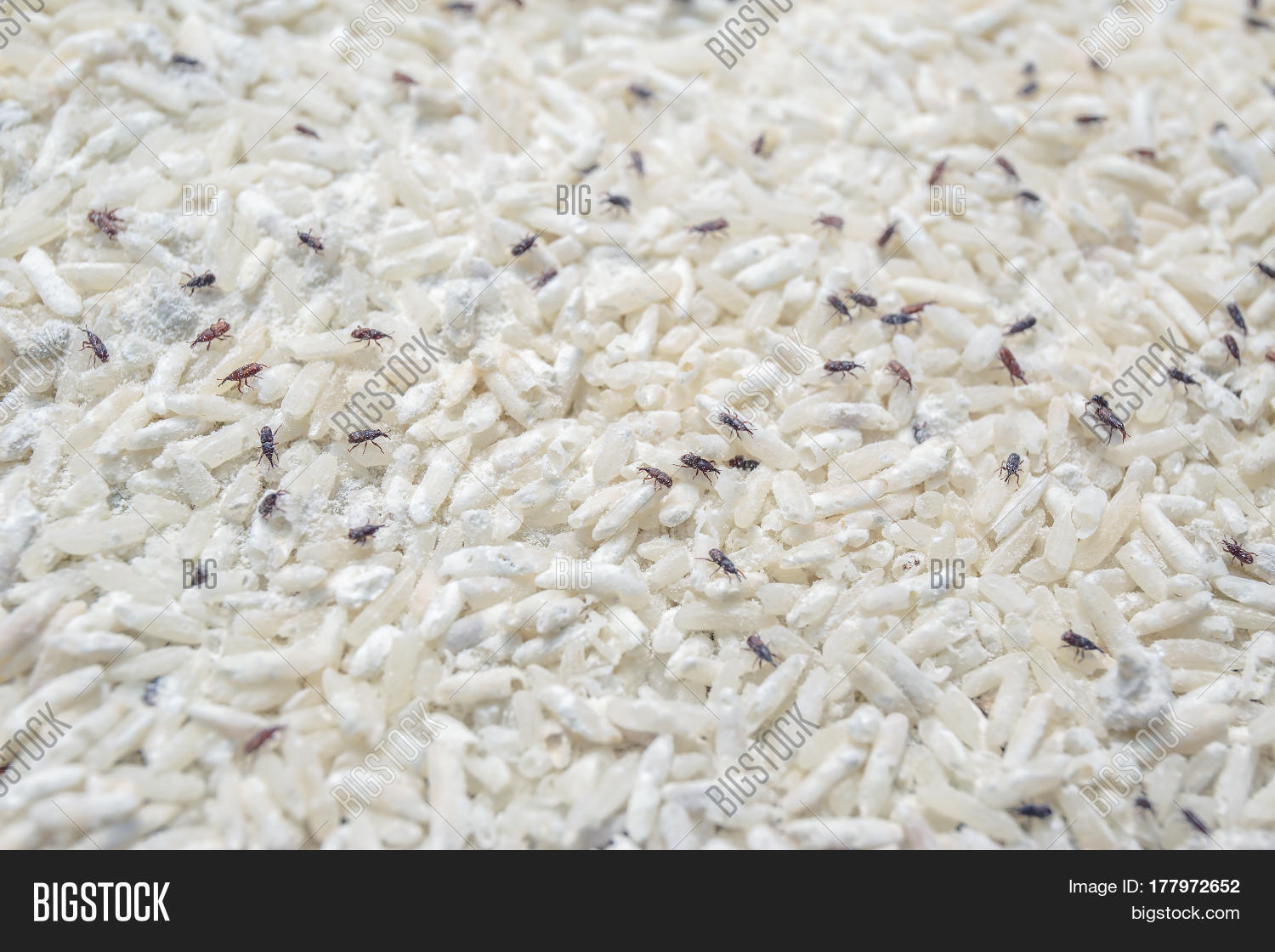 Dark Brown Color Bugs Moth Raw Rice Image & Photo | Bigstock