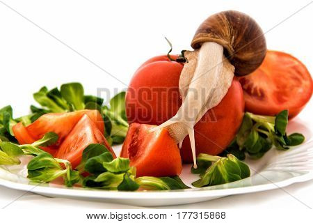 Snail Eating Tomato Image & Photo (Free Trial) | Bigstock