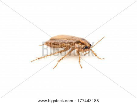 Small Brown Cockroach Image & Photo (Free Trial) | Bigstock