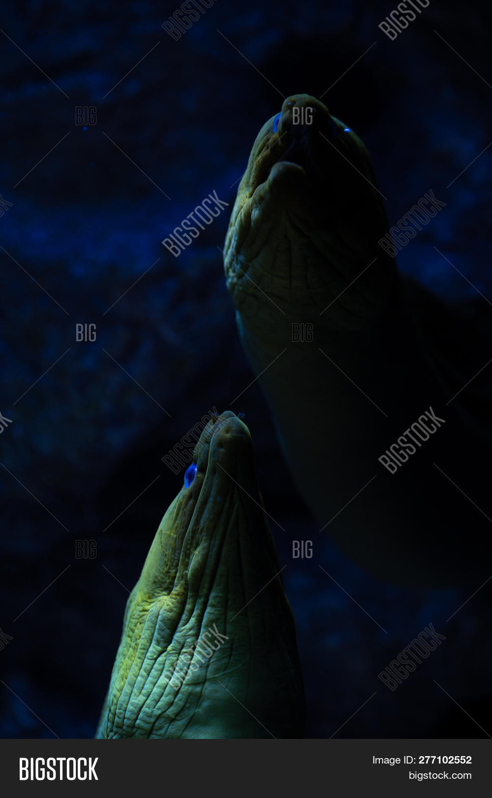 Two Head Muraena Fish Image & Photo (Free Trial) | Bigstock