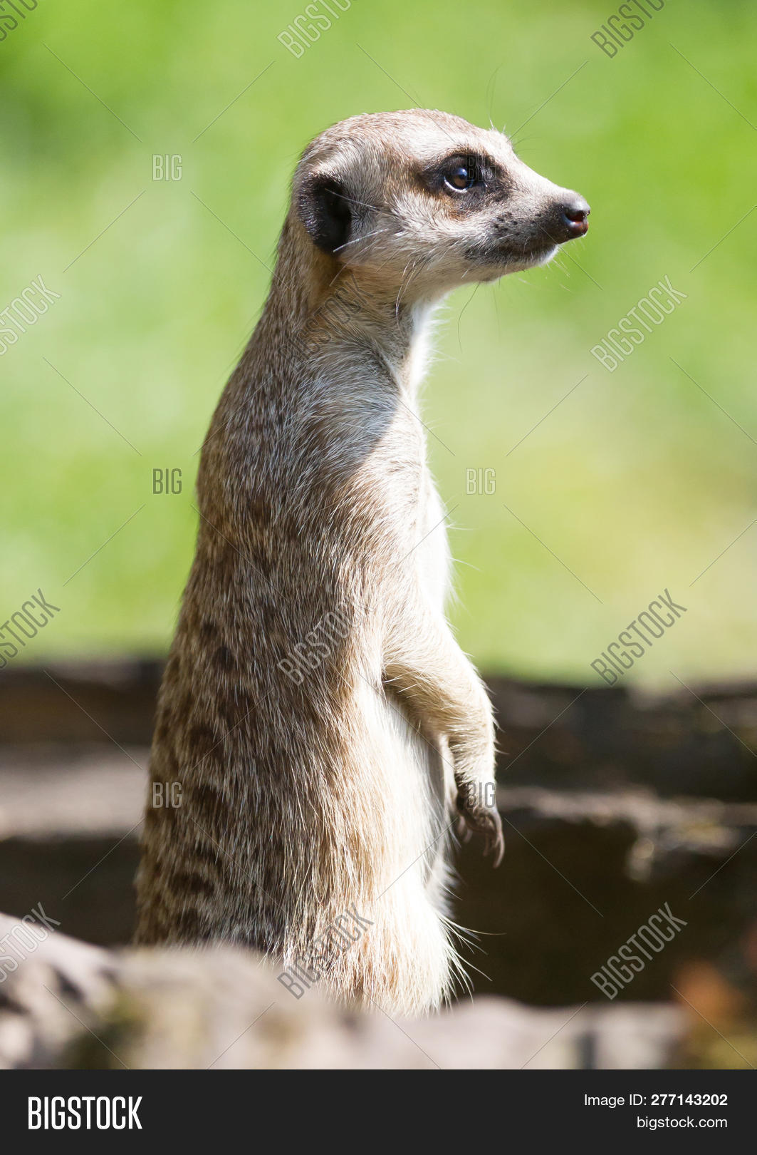 Imagen y foto Meerkat - Suricata (prueba gratis) | Bigstock