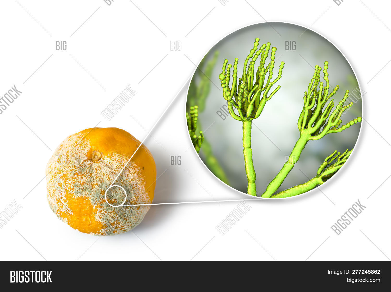 Mandarin Mold. Photo Image & Photo (Free Trial) | Bigstock