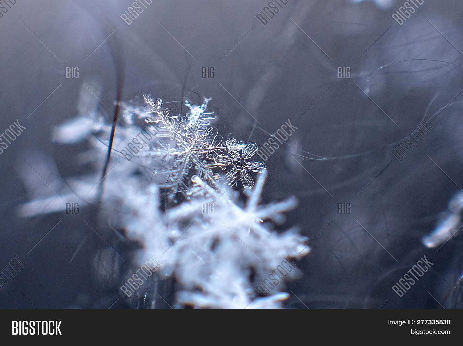 Natural Snowflakes On Image & Photo (Free Trial) | Bigstock