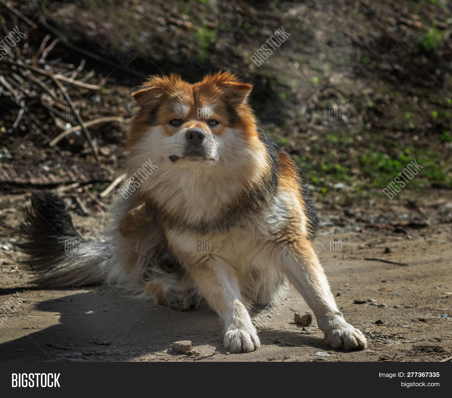 Dog Without Breed Image & Photo (Free Trial) | Bigstock