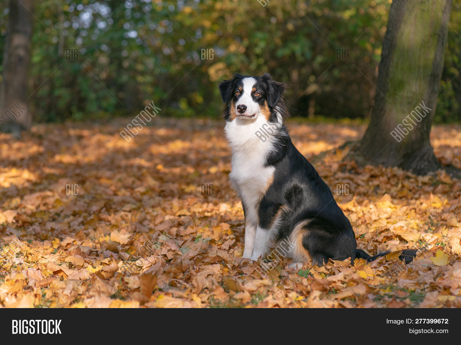 Beautiful Australian Image & Photo (Free Trial) | Bigstock
