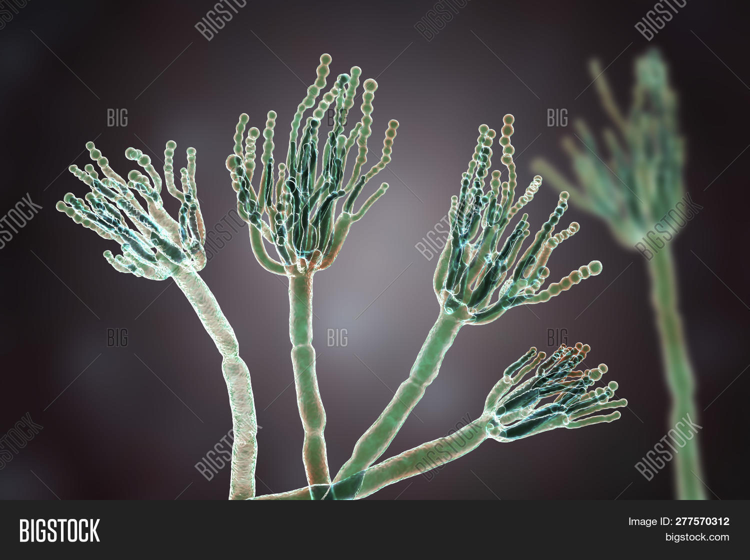 Fungi Penicillium Image & Photo (Free Trial) | Bigstock
