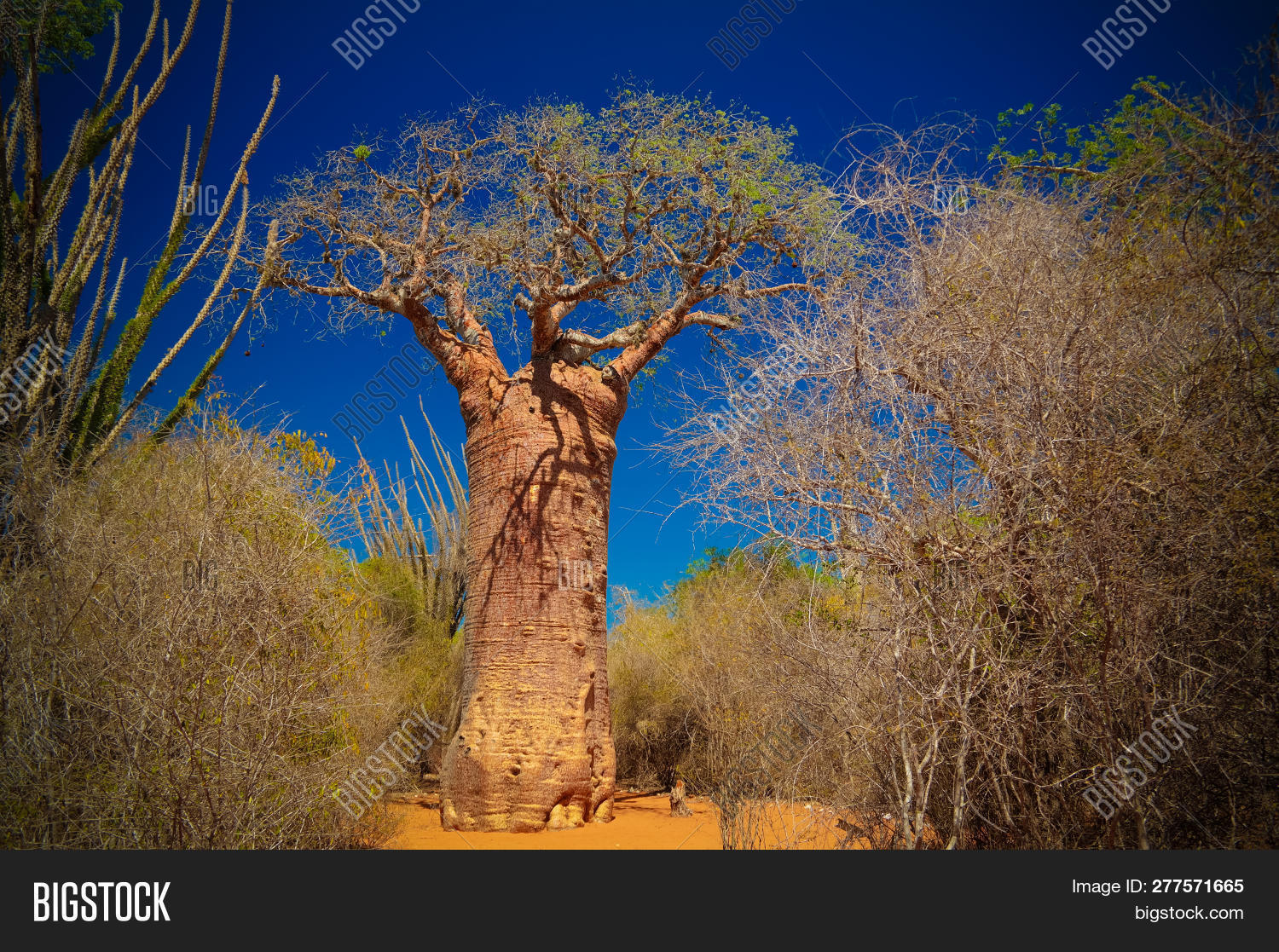 Landscape Adansonia Image & Photo (Free Trial) | Bigstock