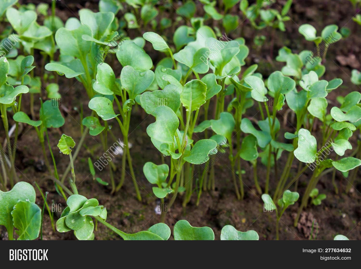 Radish Sprouts Garden Image & Photo (Free Trial) | Bigstock