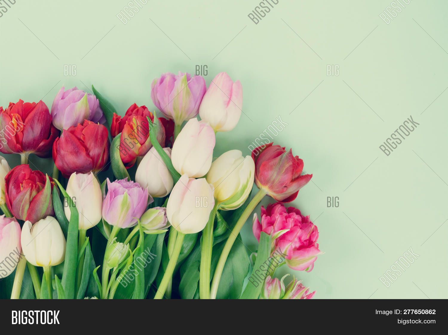 Bouquet Fresh Tulips Image & Photo (Free Trial) | Bigstock
