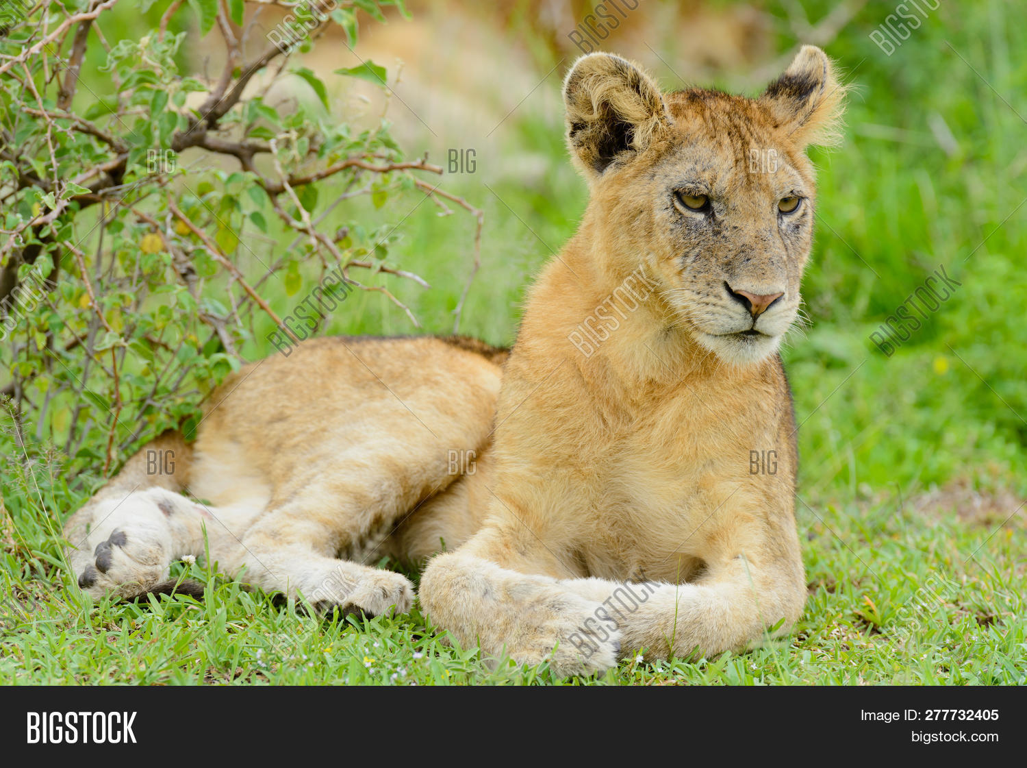 Closeup Lion Cub Rain Image & Photo (Free Trial) | Bigstock