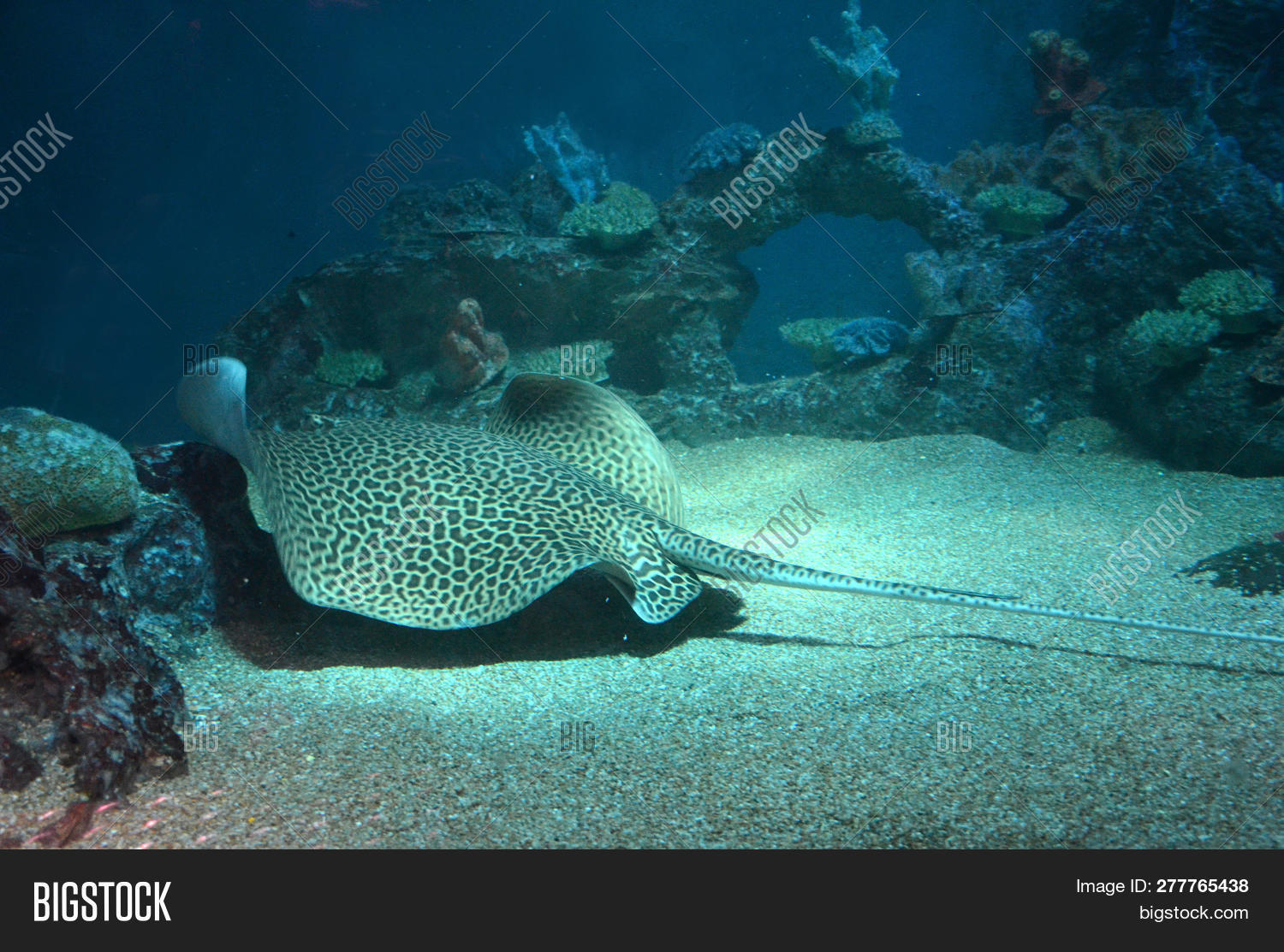 Spotted Stingray Swims Image & Photo (Free Trial) | Bigstock