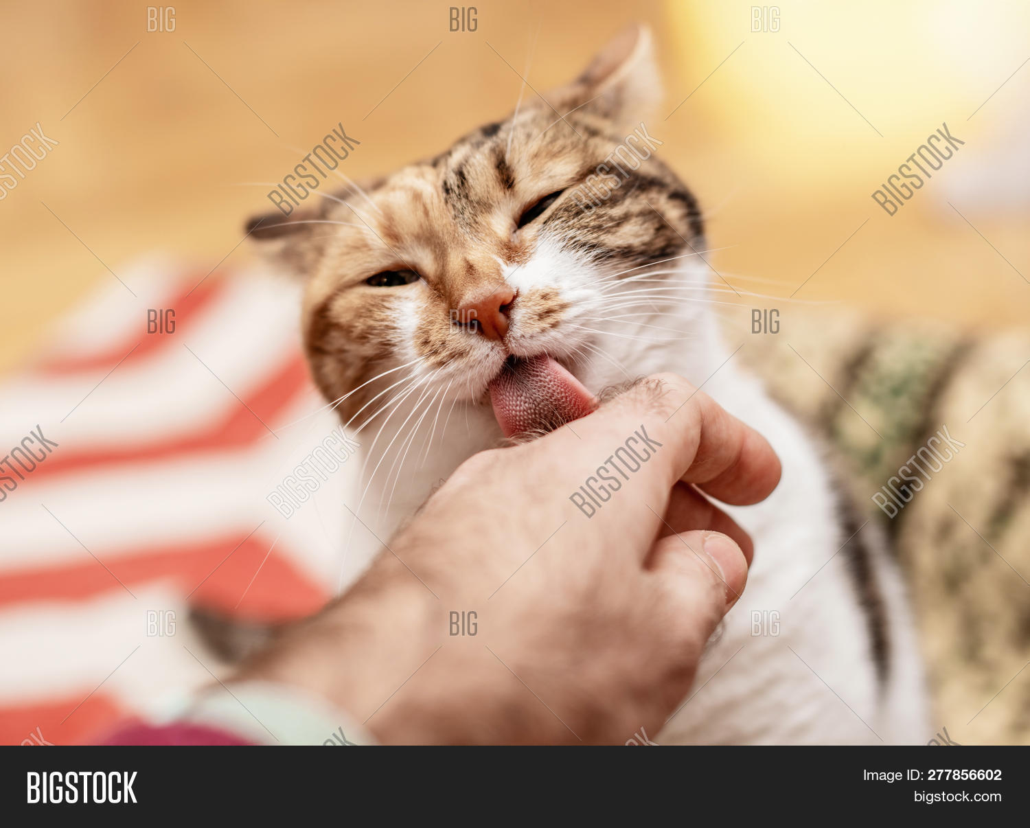 Lovely Cat Licking Her Image & Photo (Free Trial) | Bigstock