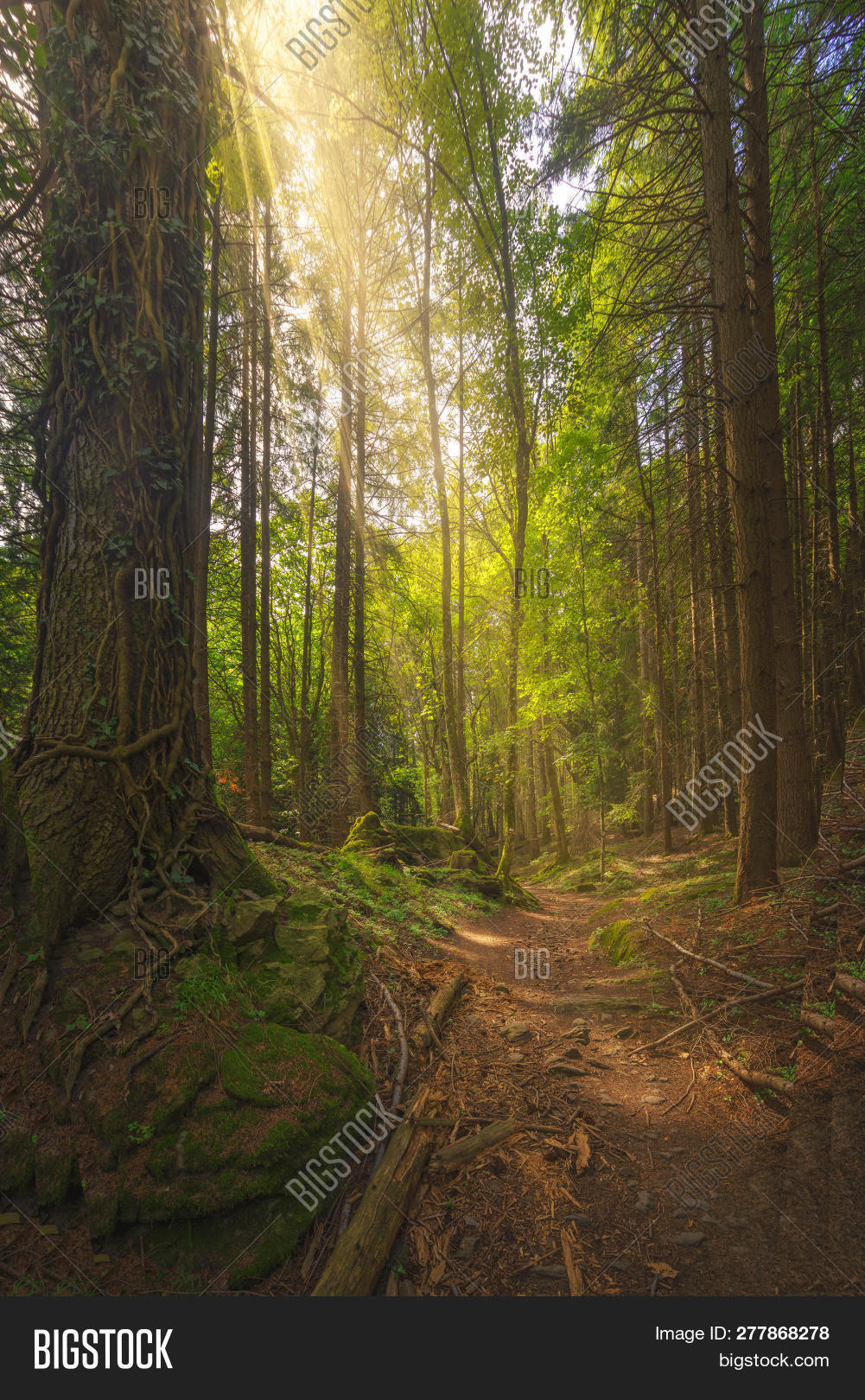 Nature Path Woods. Image & Photo (Free Trial) | Bigstock