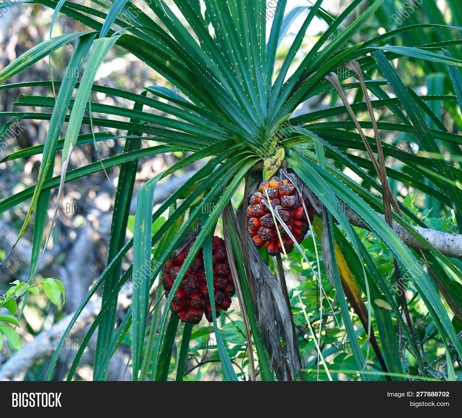 Pandanus Tree Known Image & Photo (Free Trial) | Bigstock