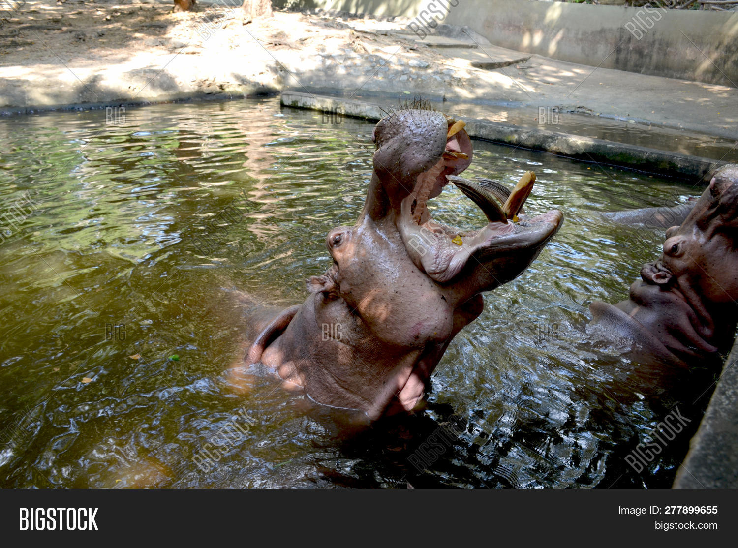 Big Hippopotamus Image & Photo (Free Trial) | Bigstock
