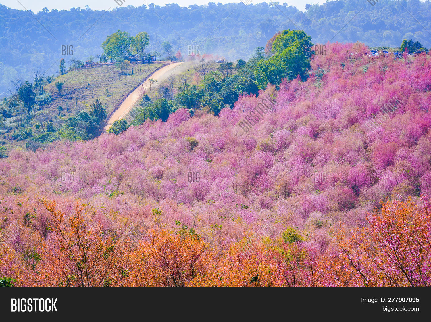 Wild Himalayan Cherry Image & Photo (Free Trial) | Bigstock
