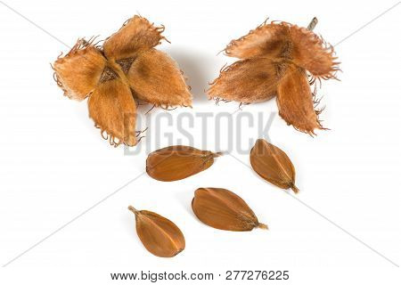 Beechnuts Images, Illustrations & Vectors (Free) - Bigstock