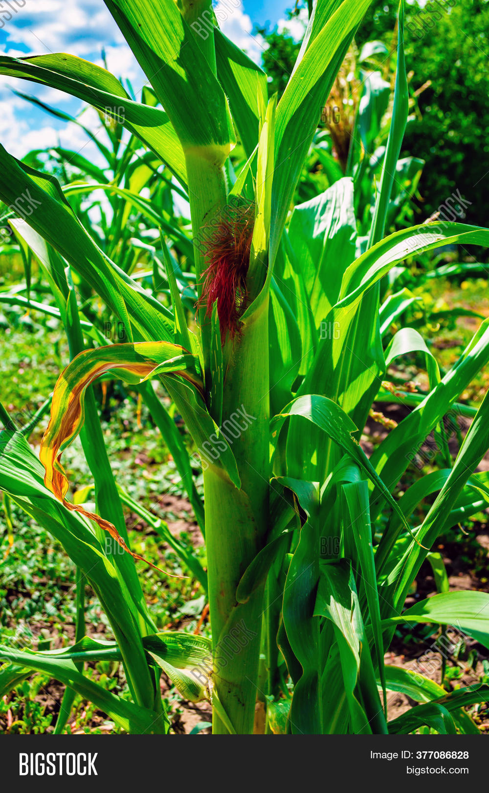 Close- Corn On Stalk Image & Photo (Free Trial) | Bigstock