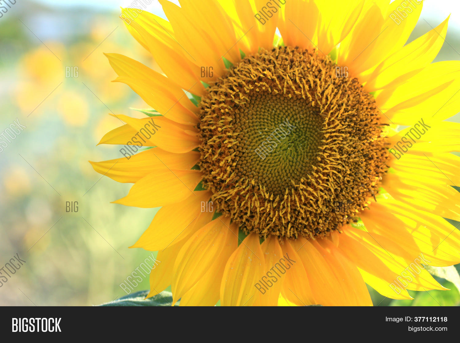 Sunflower Close . Image & Photo (Free Trial) | Bigstock