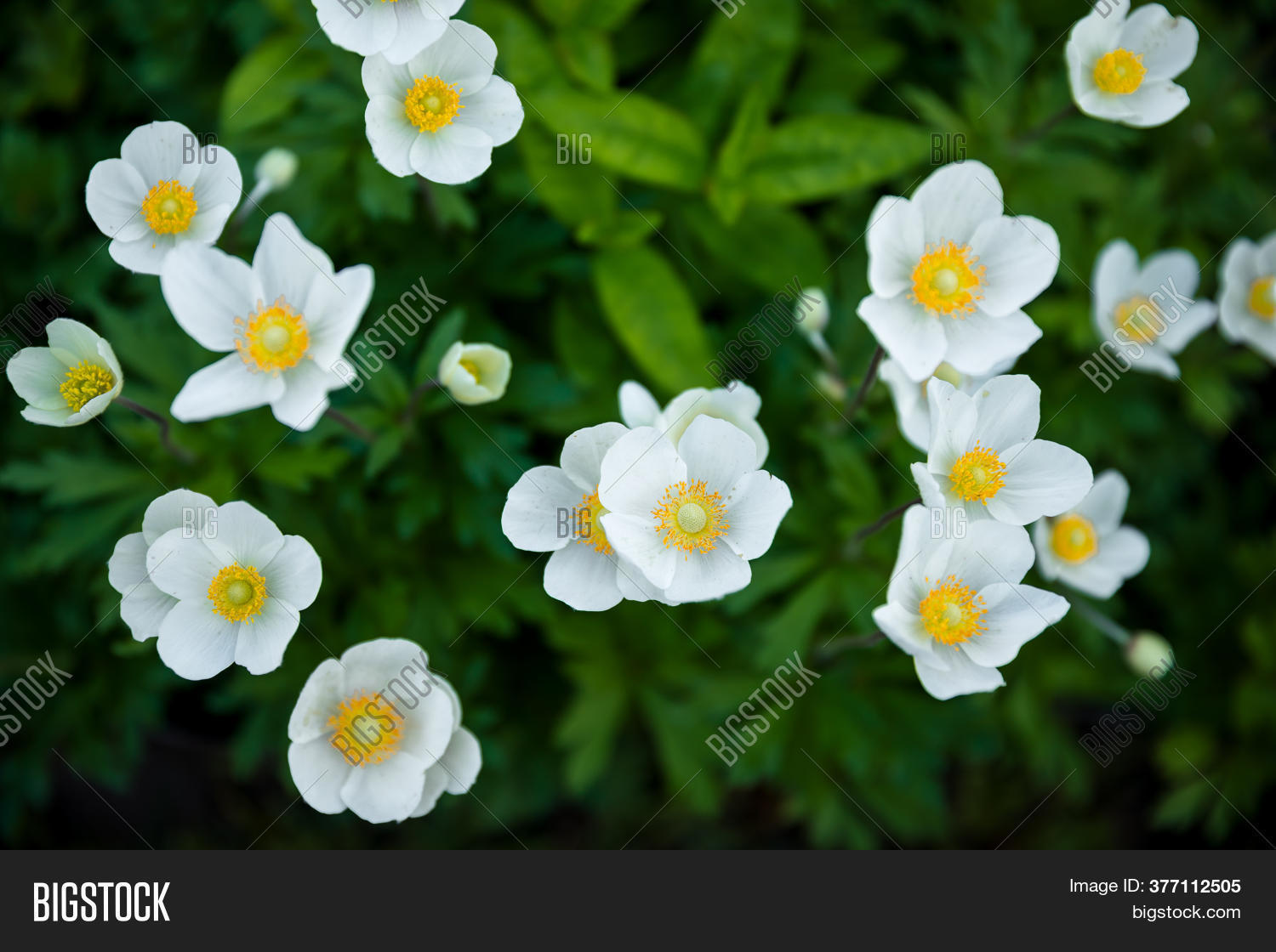White Summer Flowers Image & Photo (Free Trial) | Bigstock