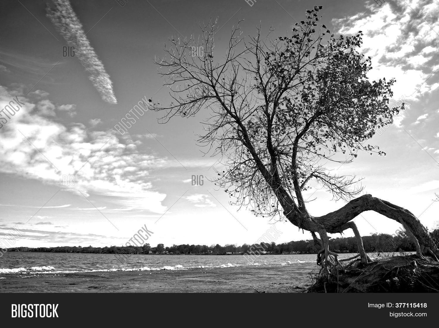 Solitude Tree On Sandy Image & Photo (Free Trial) | Bigstock