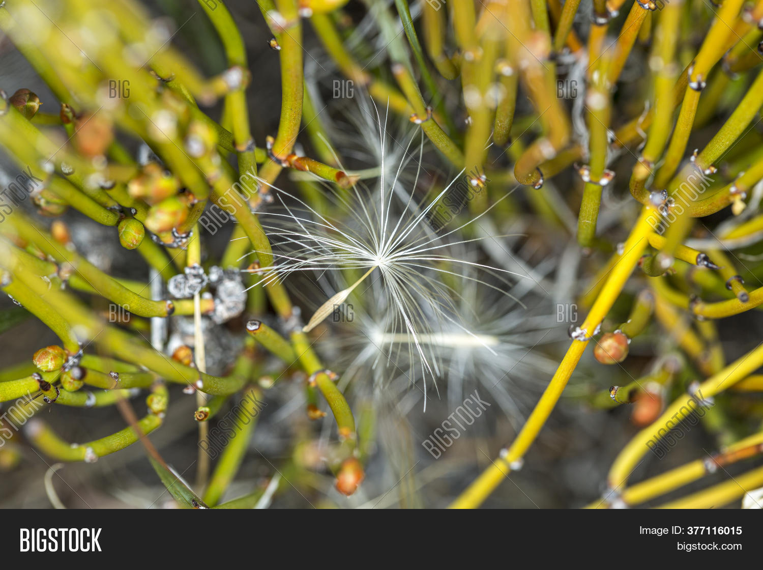 Seed Pod Parachutes Image & Photo (Free Trial) | Bigstock