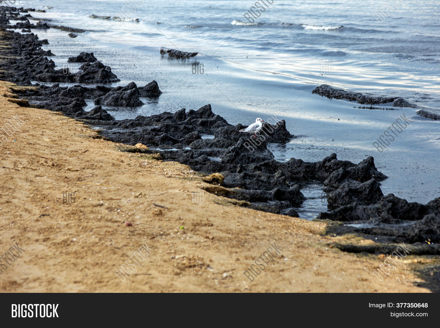Sea Beach Polluted Oil Image & Photo (Free Trial) | Bigstock