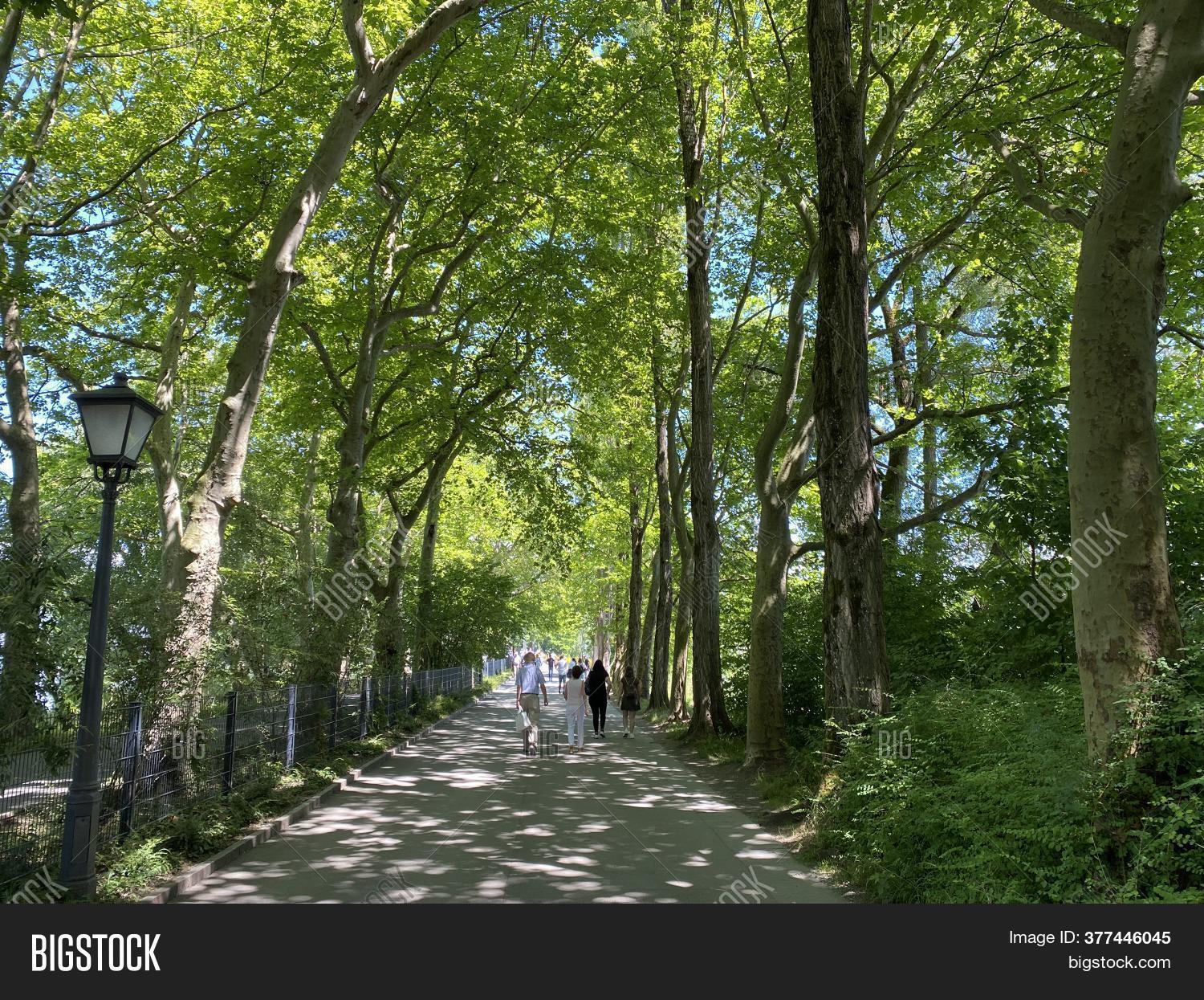 Landscape Avenue Image & Photo (Free Trial) | Bigstock