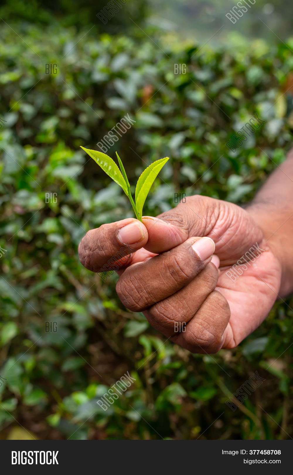 Tea Leaves. Young Tea Image & Photo (Free Trial) | Bigstock