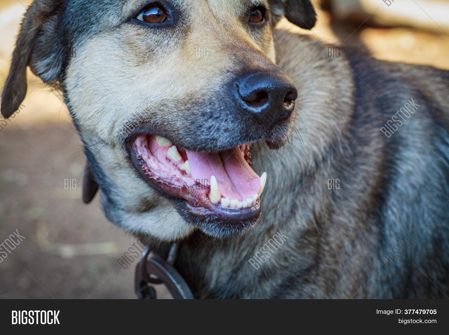 Muzzle Large Evil Image & Photo (Free Trial) | Bigstock