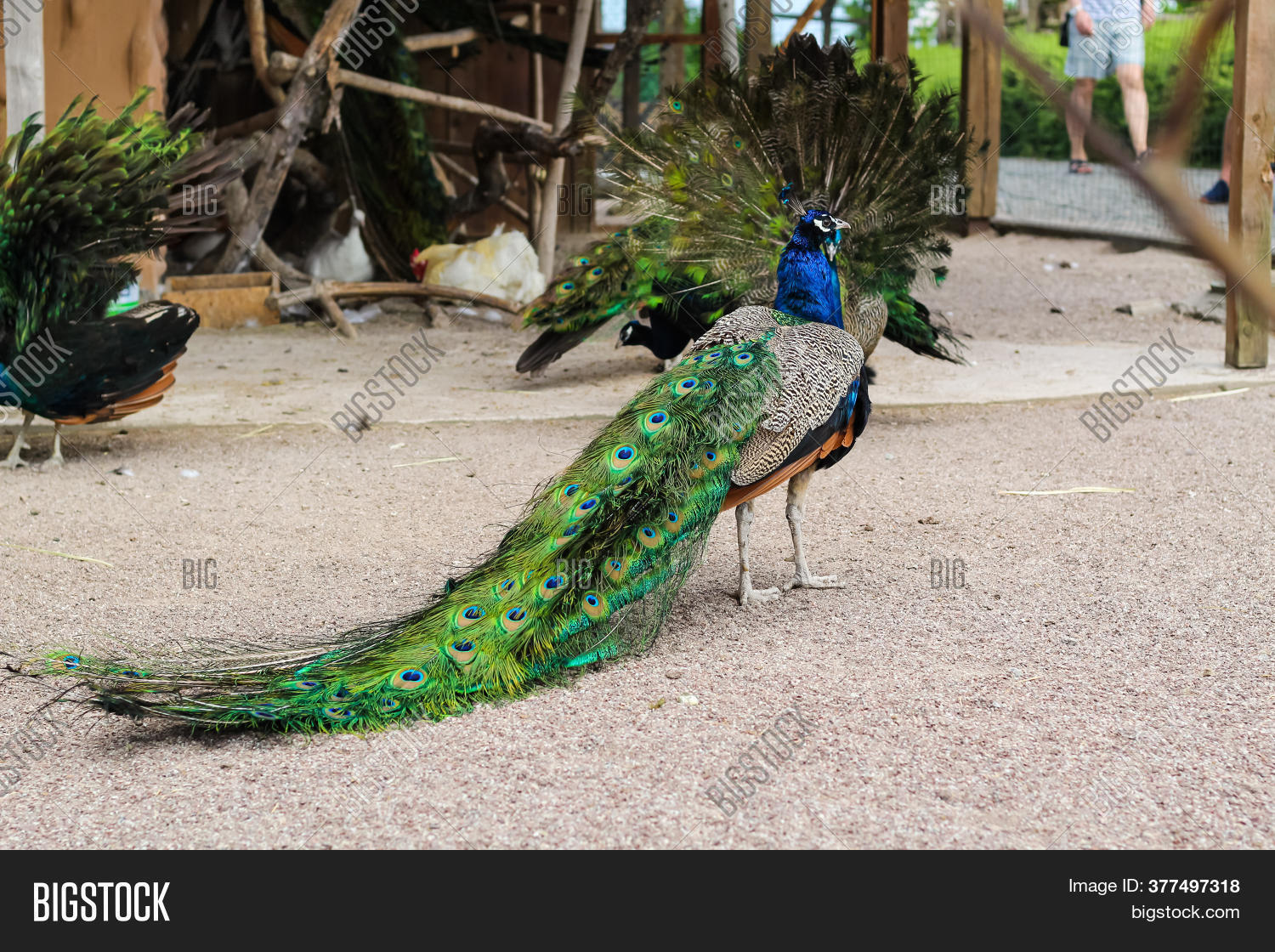 Several Peacocks Walk Image & Photo (Free Trial) | Bigstock