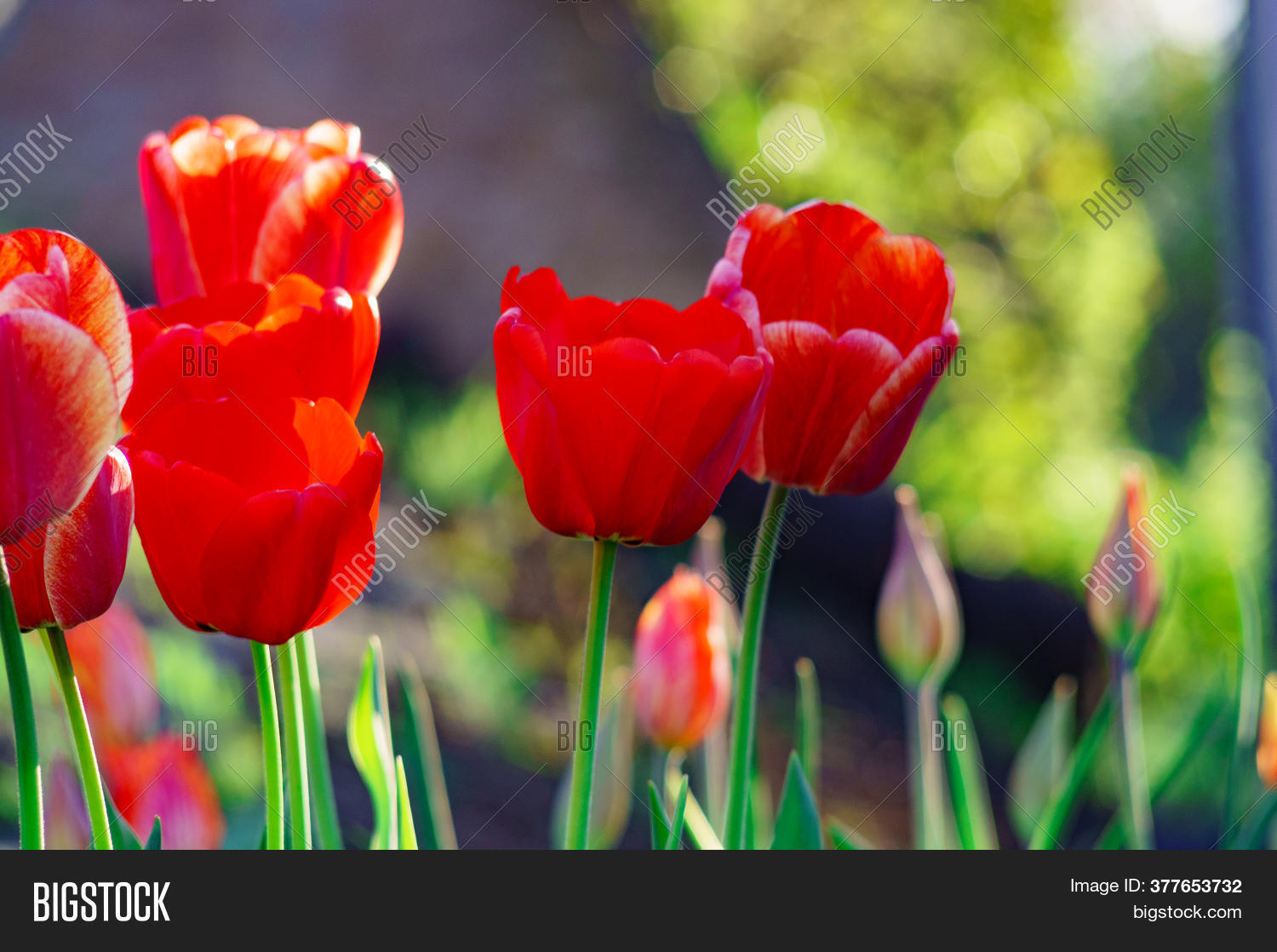 Beautiful Bright Red Image & Photo (Free Trial) | Bigstock