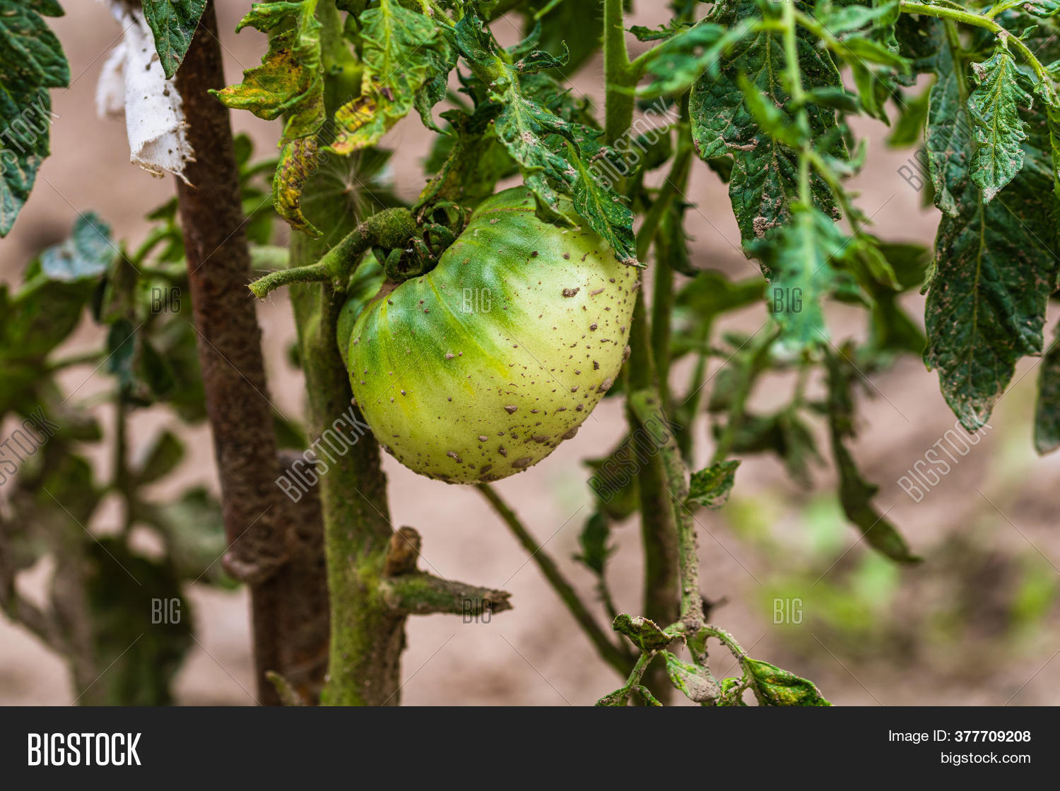 Dirty Unripe Tomatoes Image & Photo (Free Trial) | Bigstock
